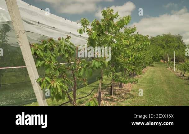 A static perspective view shows ripening cherry trees next to ...