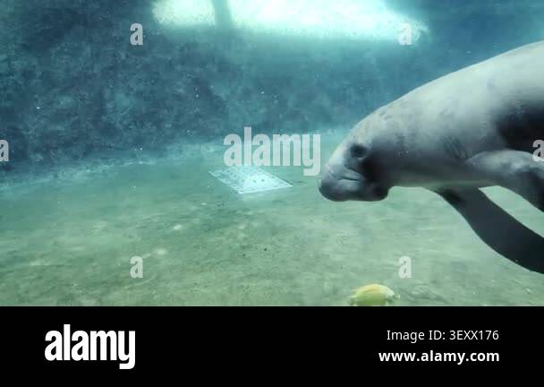 Manatees gracefully swim through clear blue aquarium water approaching ...