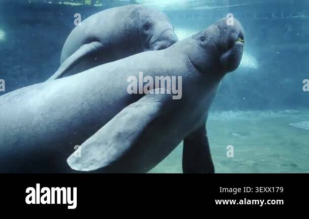 Manatees gracefully swim through clear blue aquarium water approaching ...