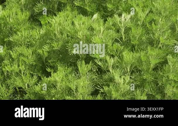Lush feathery foliage of southernwood plants fills the frame under ...