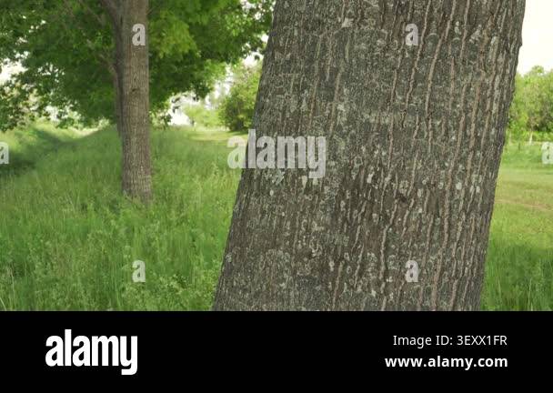 The textured bark of a northern red oak stands out in a static close-up ...