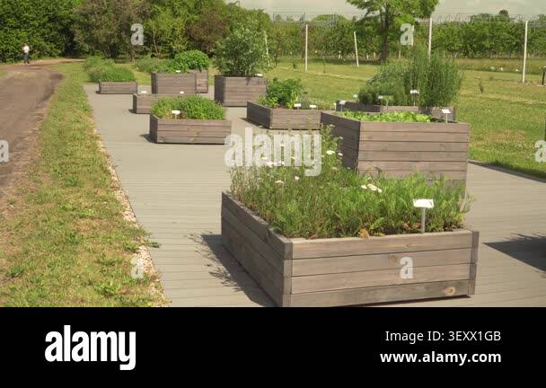 A static view shows medicinal herbs growing in wooden boxes under ...