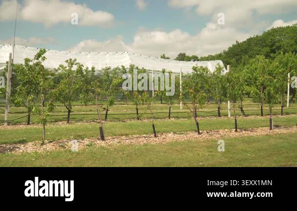 Young cherry trees stand in rows next to protective orchard netting ...