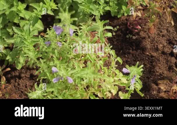 Violet Moldavian dragonhead flowers bloom in a sunny planter box in a ...