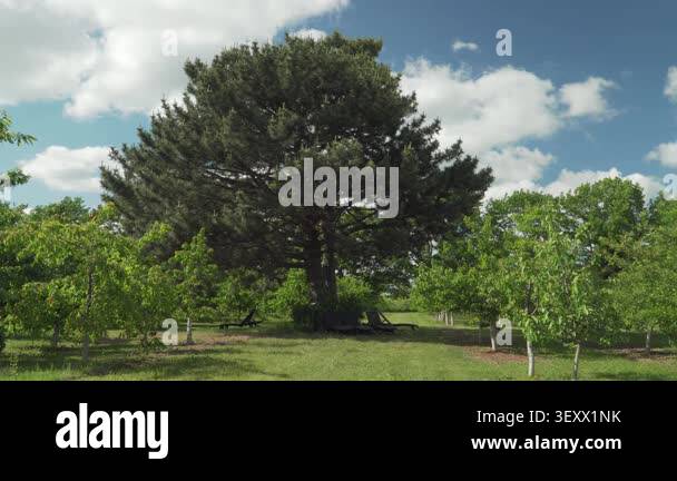 A magnificent European black pine tree rises above smaller green ...