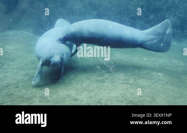 Manatees gracefully swim through clear blue aquarium water approaching ...