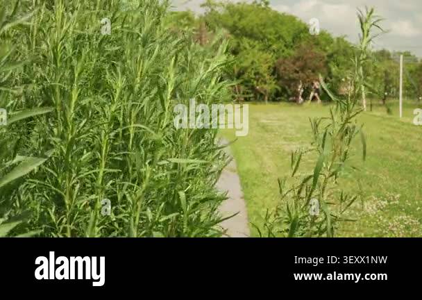 Vibrant tarragon stalks grow densely next to a pathway in a sunny green ...