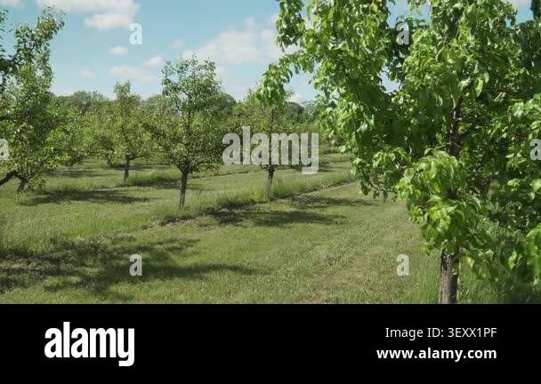 Lush green pear trees grow in spacious rows across a sunny test orchard ...