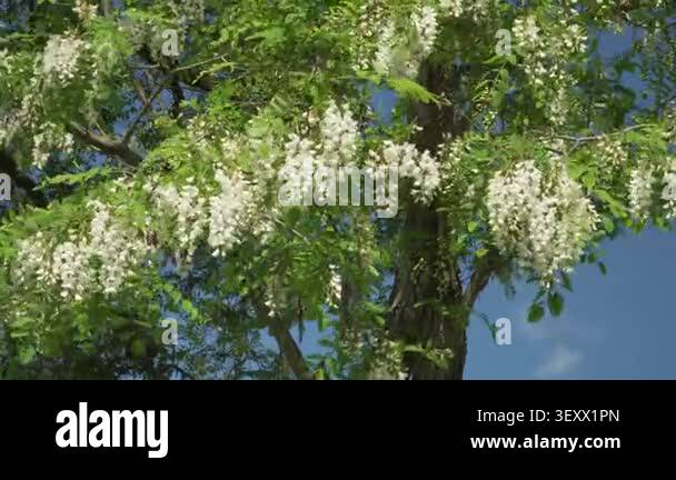 A low-angle view of a black locust tree canopy covered in dense white ...
