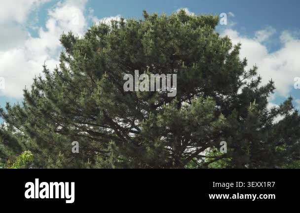 The dense green canopy of a European black pine stands against a bright ...