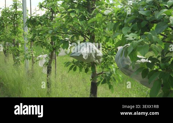 A static close-up highlights apple tree branches covered in individual ...