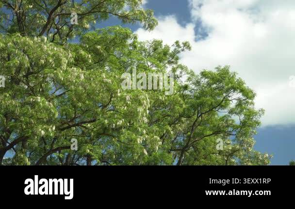 The expansive canopy of a black locust tree filled with white blossoms ...
