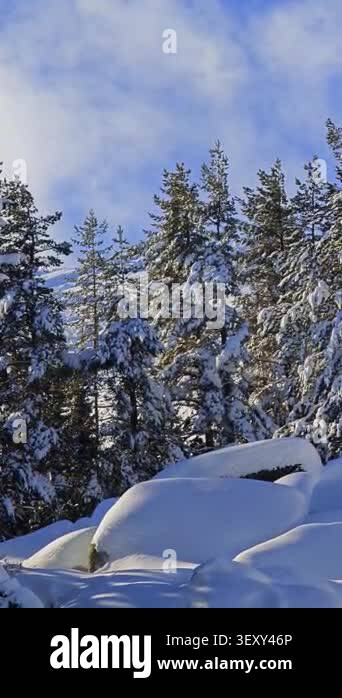 Amazing Winter landscape of Vitosha Mountain, Sofia City Region ...