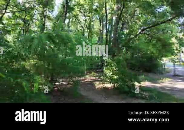 View from a car moving along a road through a dense green forest with ...