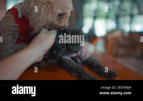 man hand pet two adorable toy poodle dogs in cozy cafe interior, cute ...