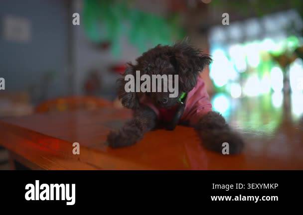 cute black toy poodle puppy resting on wooden table indoors with soft ...