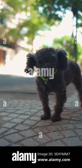 cute black toy poodle walking and playing at street at summer, adorable ...