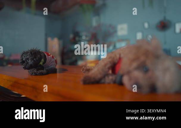 two adorable toy poodle dogs relaxing on wooden table in cozy cafe ...