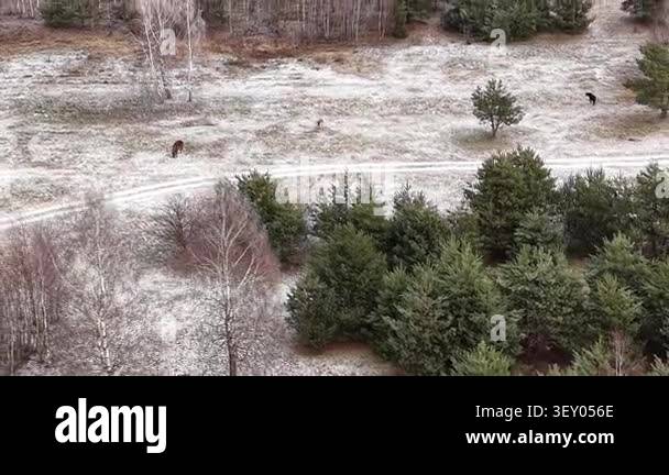 Overhead view of rural horses in winter pasture Stock Video Footage - Alamy