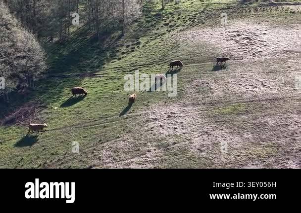 Drone perspective of cows feeding in meadow Stock Video Footage - Alamy