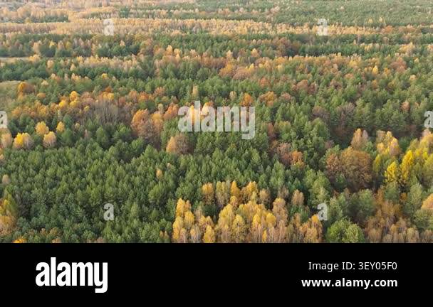 Bright fall colors covering natural forest Stock Video Footage - Alamy