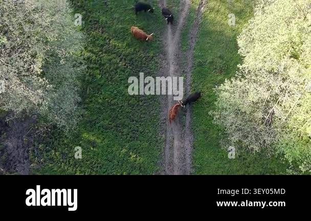 Cattle herd grazing near forest edge in spring Stock Video Footage - Alamy