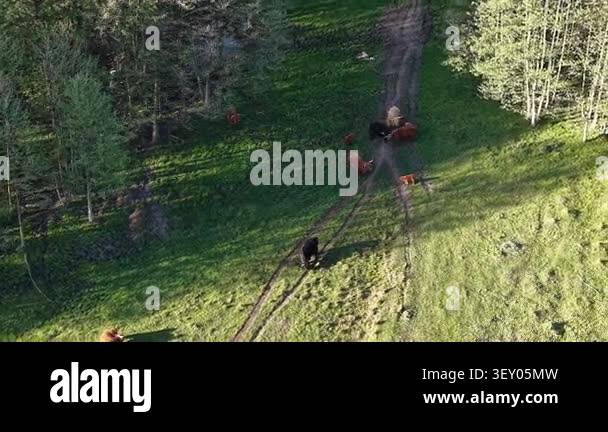 Livestock moving through meadow beside wooded area Stock Video Footage ...