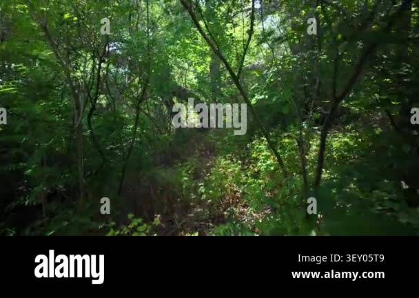 High-quality cinematic 4K video footage capturing the natural ...