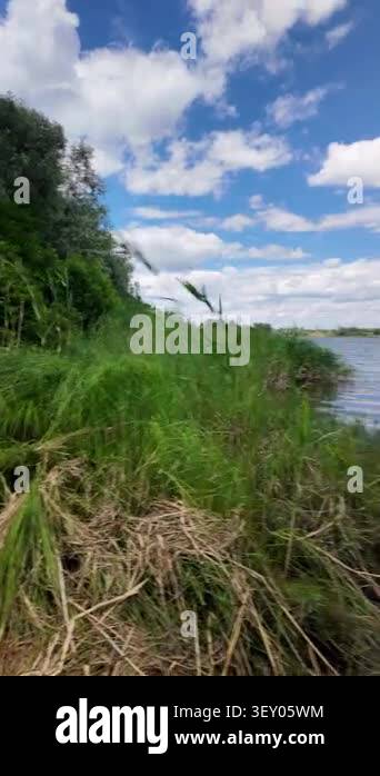 Cinematic 4K nature footage. Lush green leaves frame a tranquil river ...
