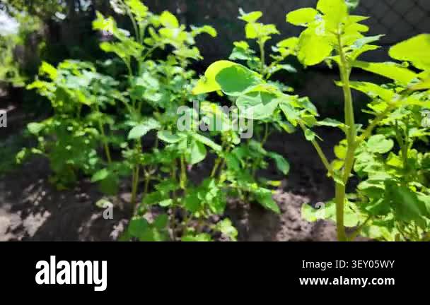 Cinematic 4K 24fps footage with natural motion blur. Green potato ...