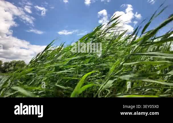 Cinematic 4K 24fps footage with natural motion blur. A dynamic low ...