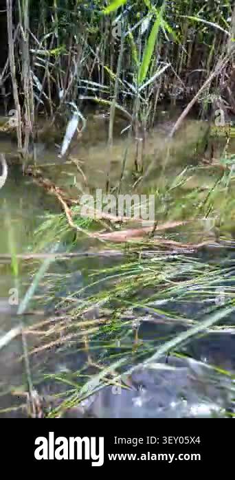 Atmospheric 4K nature footage: water surface with dry reed stalks ...