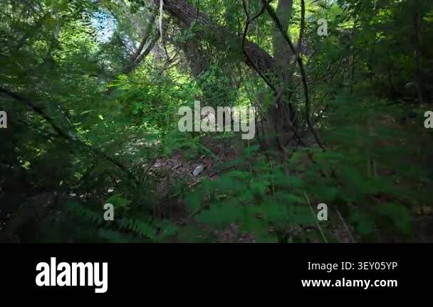 High-quality cinematic 4K video footage capturing the natural ...