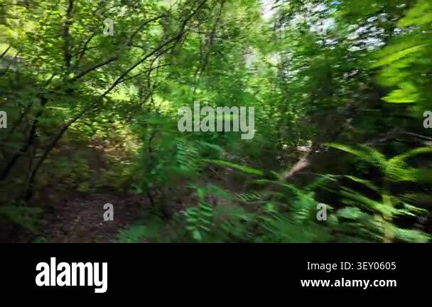 High-quality cinematic 4K video footage capturing the natural ...