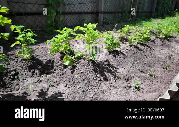 Cinematic 4K 24fps footage with natural motion blur. Green potato ...