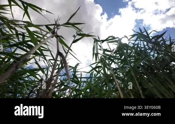 Cinematic 4K 24fps footage with natural motion blur. A dynamic low ...