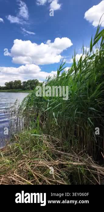 Cinematic 4K nature footage. Lush green leaves frame a tranquil river ...