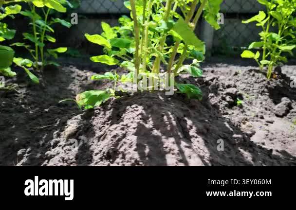 Cinematic 4K 24fps footage with natural motion blur. Green potato ...
