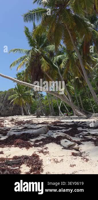 Wild tropical beach with leaning palm trees, white sand and sargassum ...