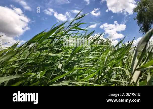 Cinematic 4K 24fps footage with natural motion blur. A dynamic low ...