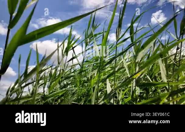 Cinematic 4K 24fps footage with natural motion blur. A dynamic low ...