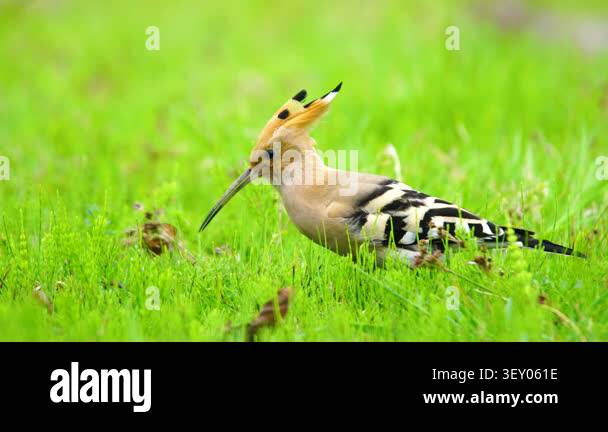 The Eurasian Hoopoe belongs to the Upupidae family. It is a bird with ...