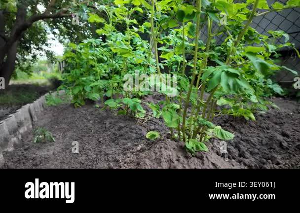 Cinematic 4K 24fps footage with natural motion blur. Green potato ...