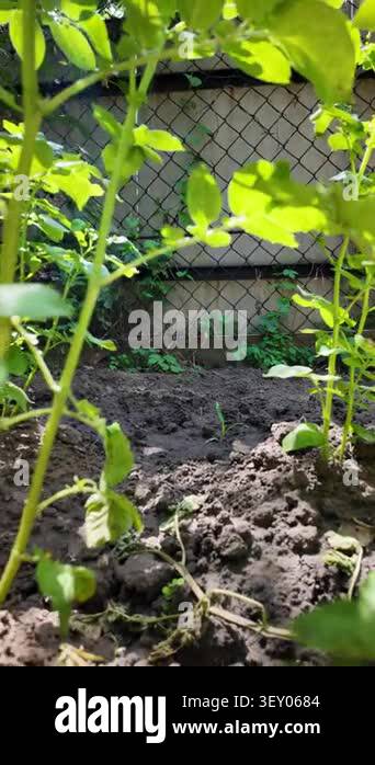 Cinematic 4K 24fps footage with natural motion blur. Green potato ...