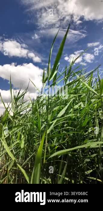 Cinematic 4K 24fps footage with natural motion blur. A dynamic low ...