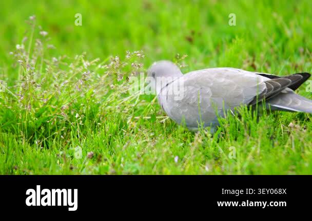 Wildlife - birds. Eurasian collared dove (Streptopelia decaocto ...