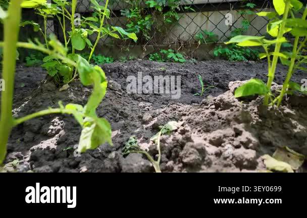 Cinematic 4K 24fps footage with natural motion blur. Green potato ...