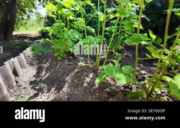 Cinematic 4K 24fps footage with natural motion blur. Green potato ...
