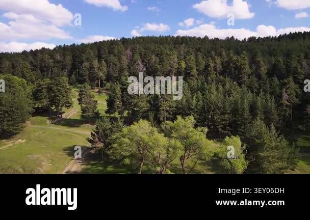 Scotch pine forests are one of the most common trees in the world. It ...