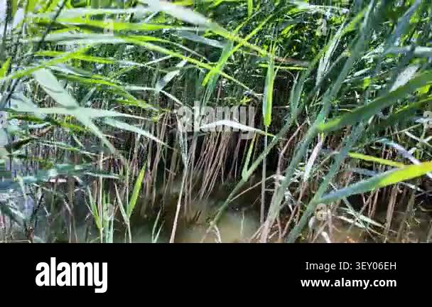 Cinematic 4K 24fps footage with natural motion blur. A dynamic low ...